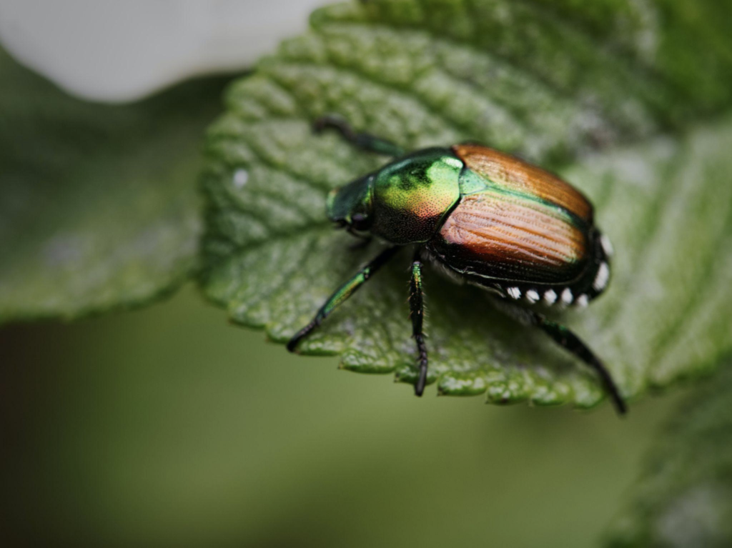 Winning the War Against Bugs: A Complete Homeowner’s Guide